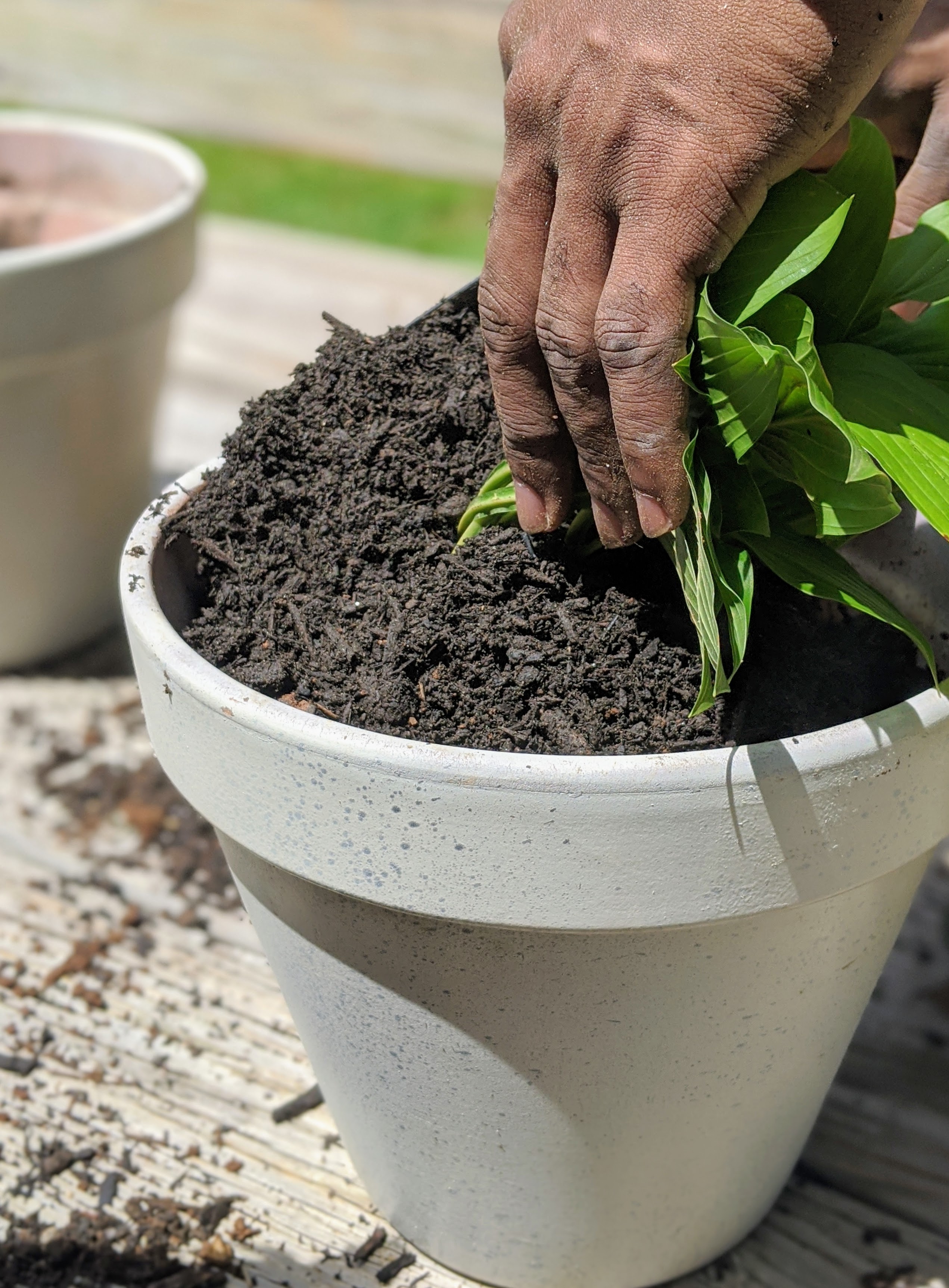 5 Easy Steps to Repot Houseplants - Hammer and Handsaw